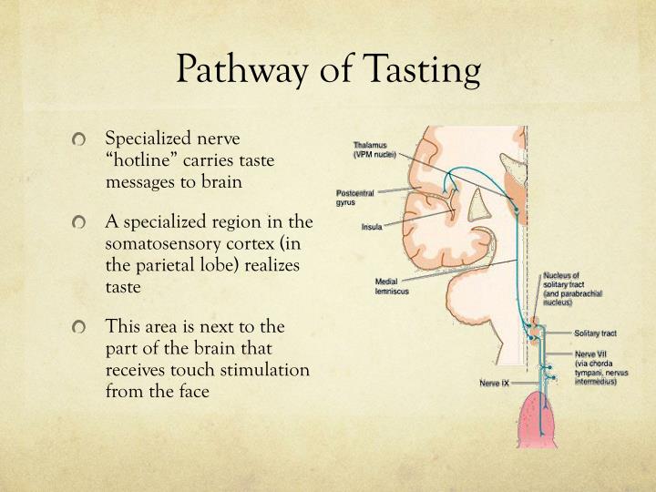 PPT - SMELL AND TASTE PowerPoint Presentation - ID:1980665