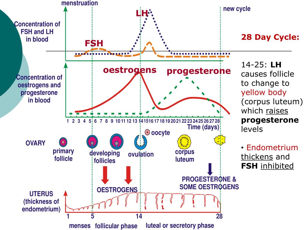 Ppt The Menstrual Cycle Powerpoint Presentation Free Download Id