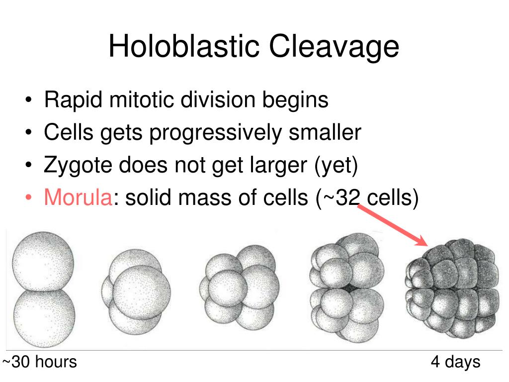 PPT - Biology 323 Human Anatomy for Biology Majors Lecture 1 Dr. Stuart ...