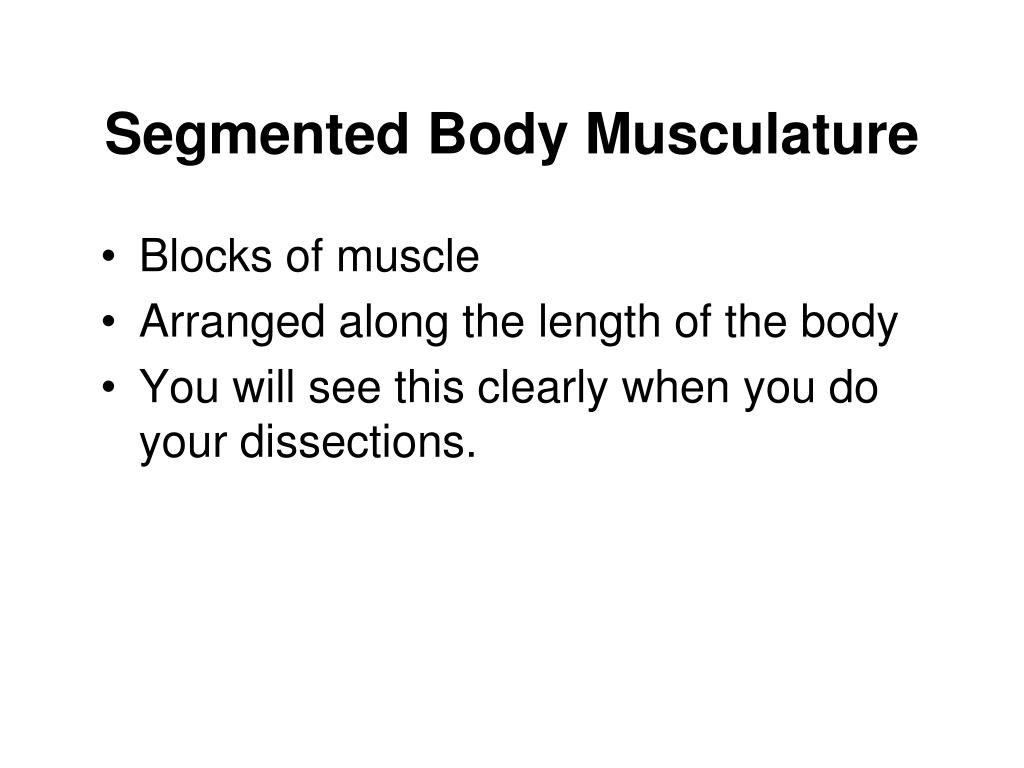 PPT - Biology 323 Human Anatomy for Biology Majors Lecture 1 Dr. Stuart ...