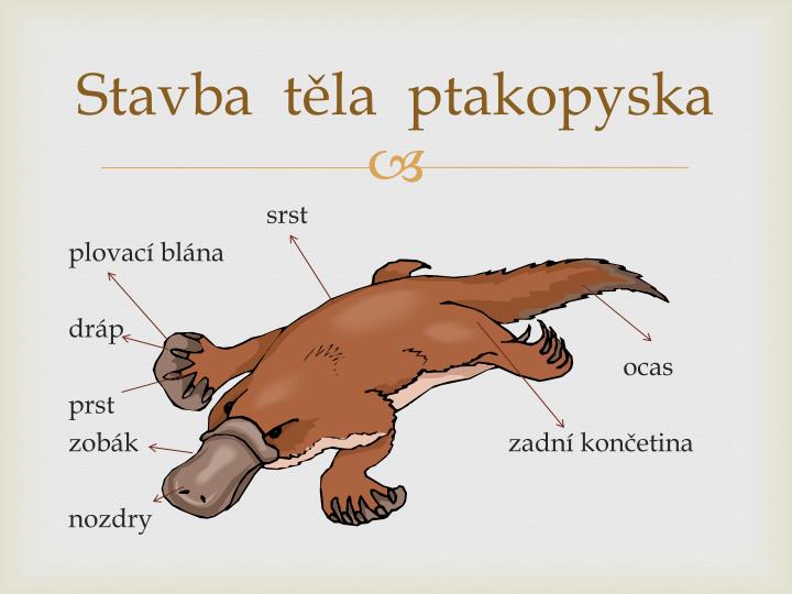 PPT - SAVCI PowerPoint Presentation - ID:1981525