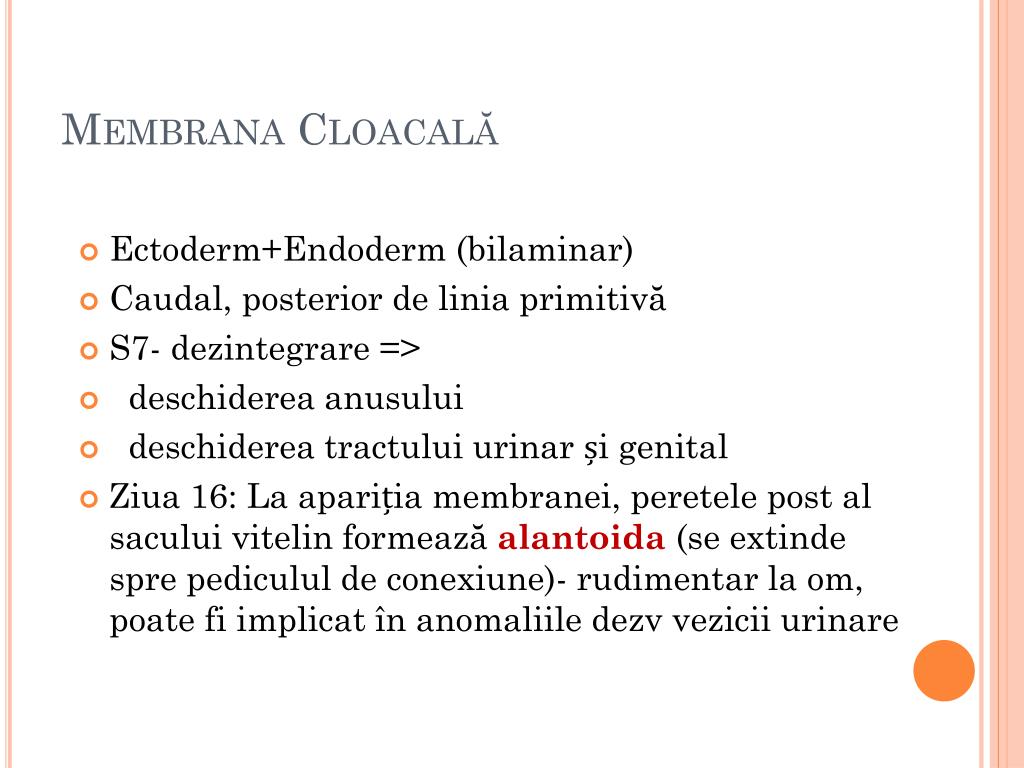 PPT - A treia săptămână de dezvoltare PowerPoint Presentation, free ...