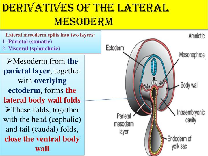 PPT - Derivatives of the ectodermal germ layer PowerPoint Presentation ...