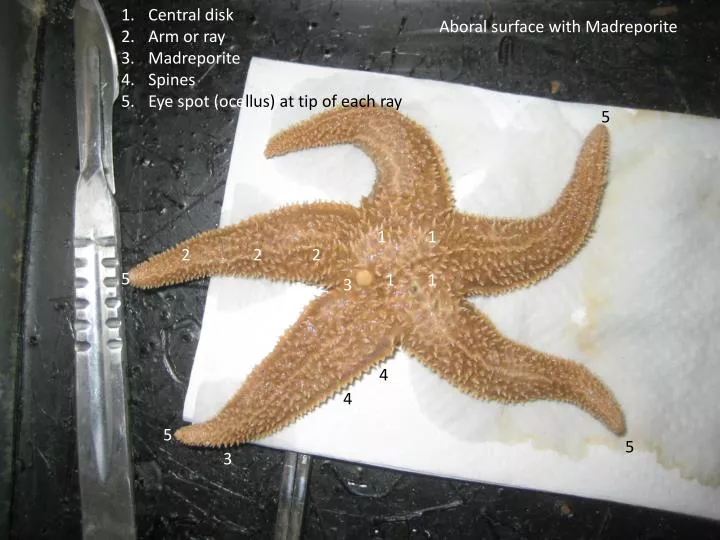 PPT - Aboral surface with Madreporite PowerPoint Presentation, free ...