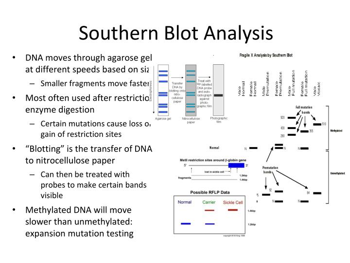 PPT - Penetrance Some manifestation or no expression PowerPoint ...