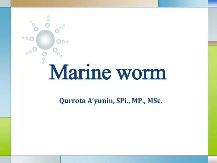 PPT - Marine worm PowerPoint Presentation, free download - ID:1982005