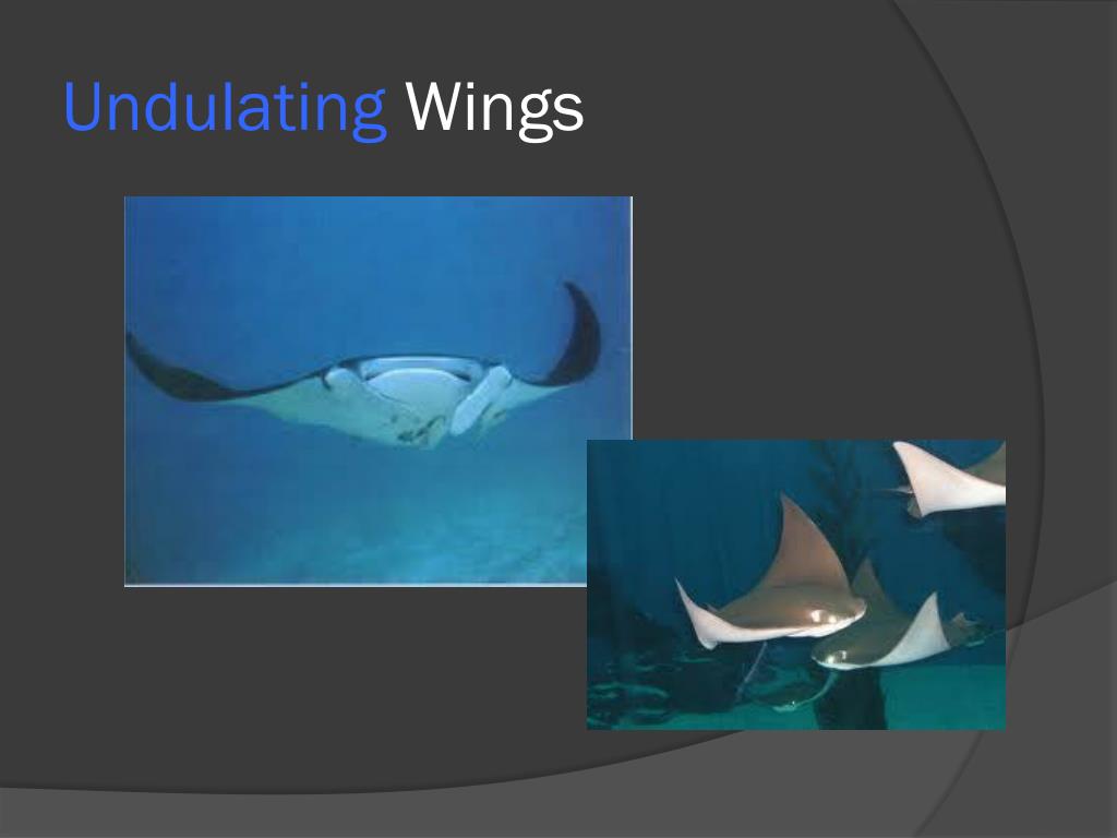 PPT - Beneath Blue Waters Vocabulary PowerPoint Presentation, free ...