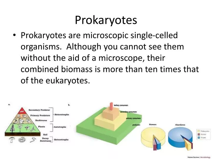 PPT - Prokaryotes PowerPoint Presentation, free download - ID:1983246