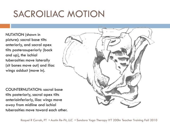 PPT - ANATOMY LECTURE 3 PowerPoint Presentation - ID:1983795