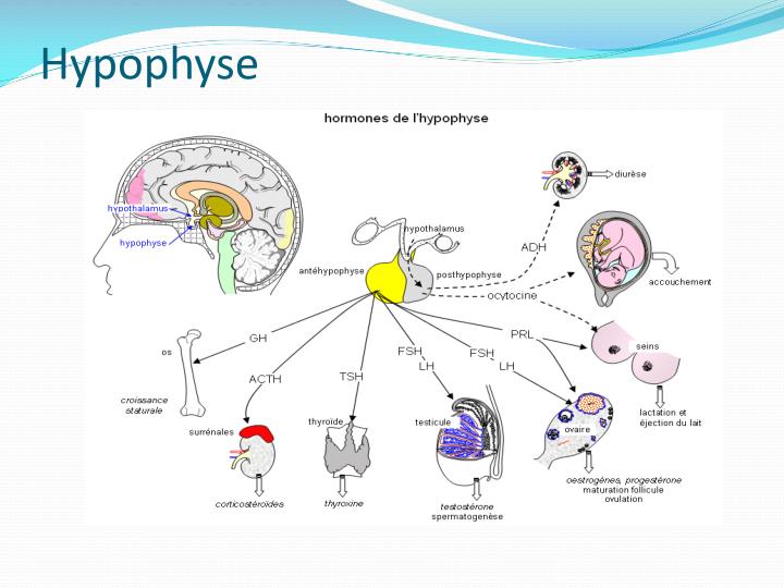 PPT - Système endocrinien PowerPoint Presentation - ID:1983889