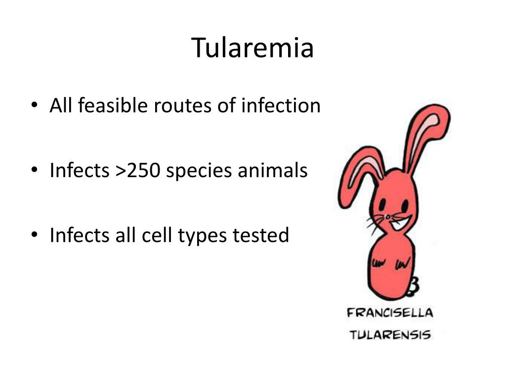 PPT - Arthropod borne infectious disease PowerPoint Presentation, free ...