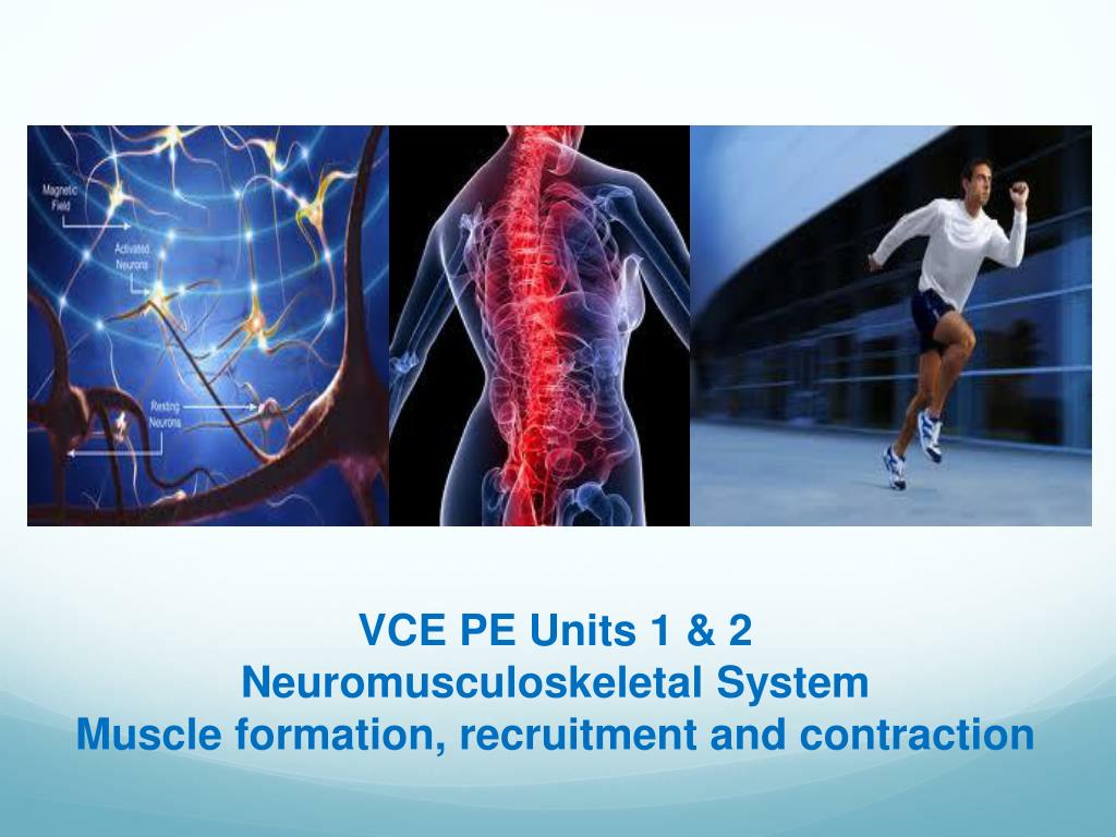 PPT - VCE PE Units 1 & 2 Neuromusculoskeletal System Muscle formation ...