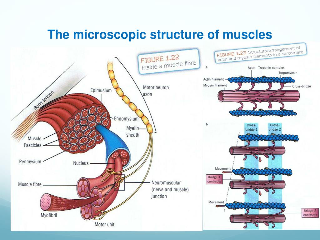 PPT - VCE PE Units 1 & 2 Neuromusculoskeletal System Muscle formation ...