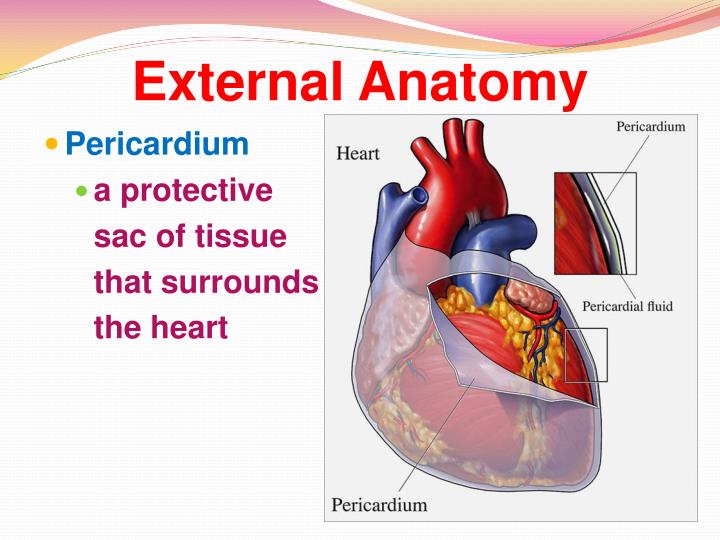 PPT - BODY SYSTEMS PowerPoint Presentation - ID:1984174
