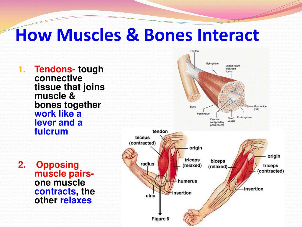 PPT BODY SYSTEMS PowerPoint Presentation Free Download ID 1984174 PPT BODY SYSTEMS PowerPoint Presentation Free Download ID 1984174