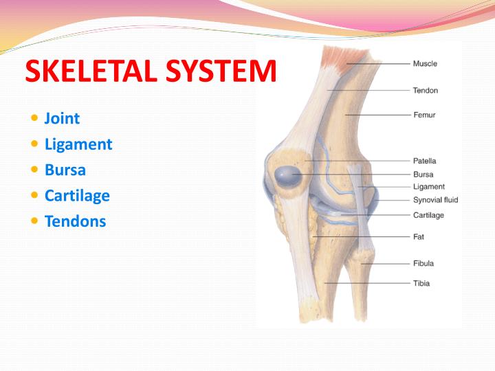 PPT - BODY SYSTEMS PowerPoint Presentation - ID:1984174