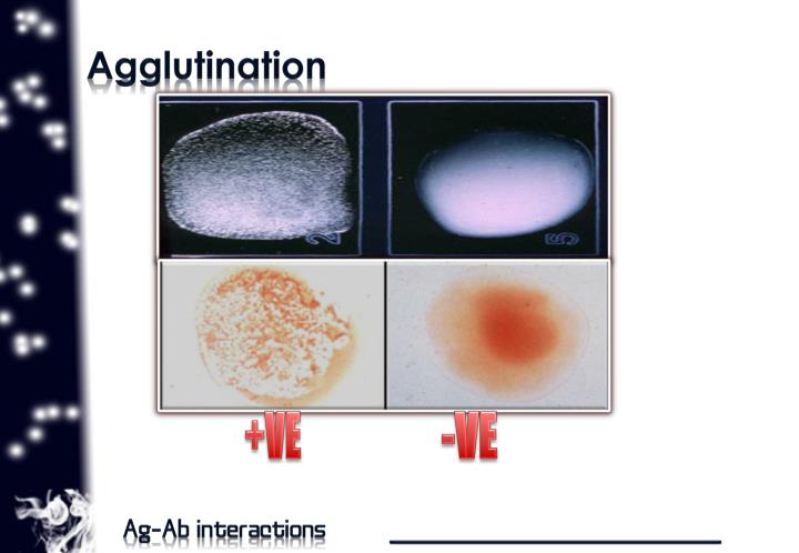 PPT - Agglutination PowerPoint Presentation - ID:1984254