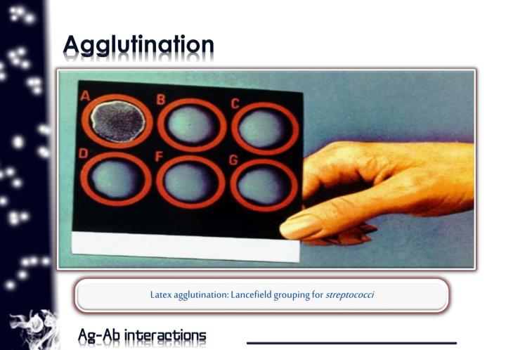 PPT - Agglutination PowerPoint Presentation - ID:1984254