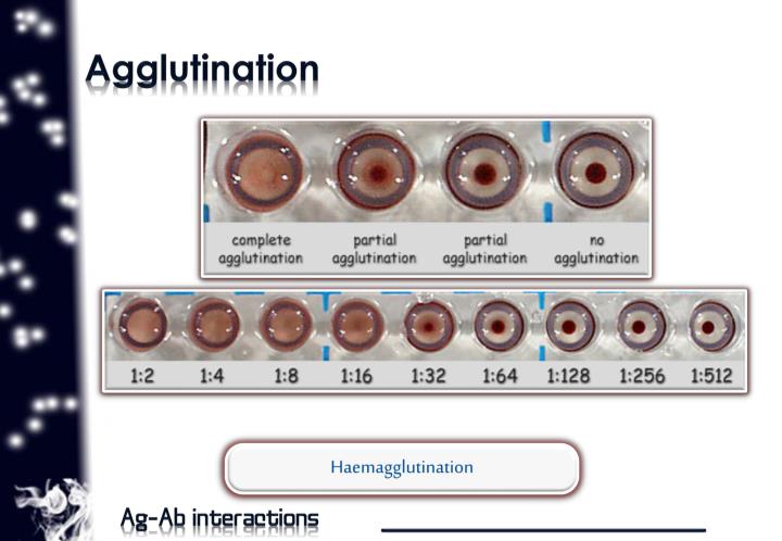 PPT - Agglutination PowerPoint Presentation - ID:1984254