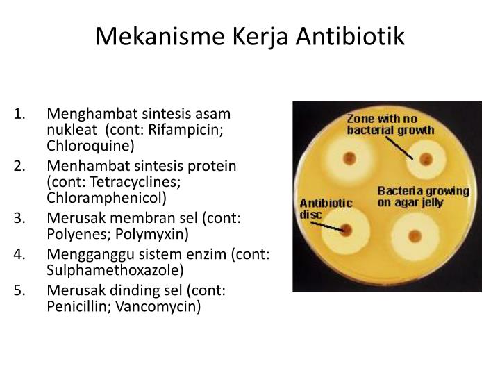 PPT - Kuliah 10 – 11 PENGENDALIAN MIKROBA PowerPoint Presentation - ID ...