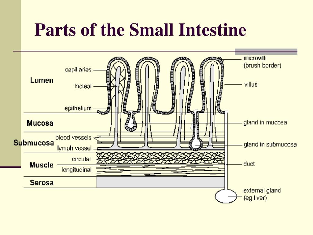 Ppt The Human Body Powerpoint Presentation Free Download Id 1984408