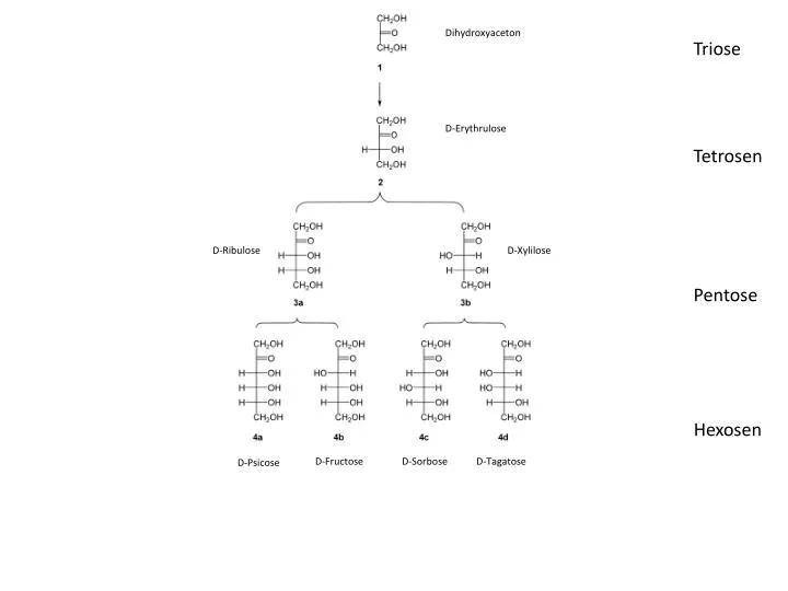 PPT - Triose PowerPoint Presentation, free download - ID:1984410