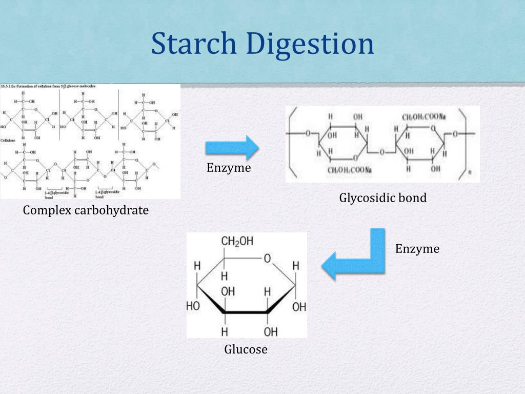 PPT - Enzymes and autism: Gut health, diet, and nutritional balance ...