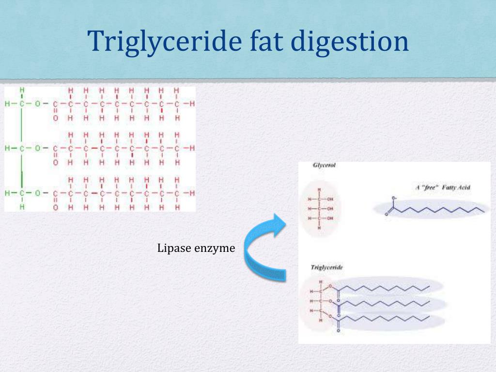 PPT - Enzymes and autism: Gut health, diet, and nutritional balance ...