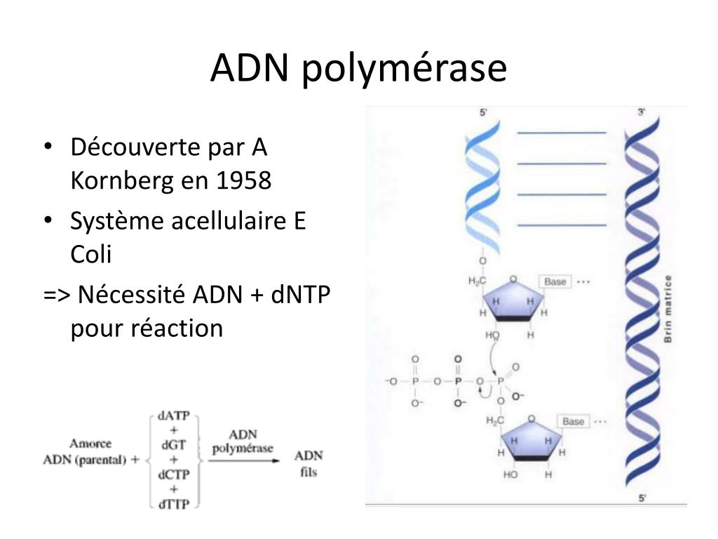 PPT - La transmission de l’information génétique (1) PowerPoint ...