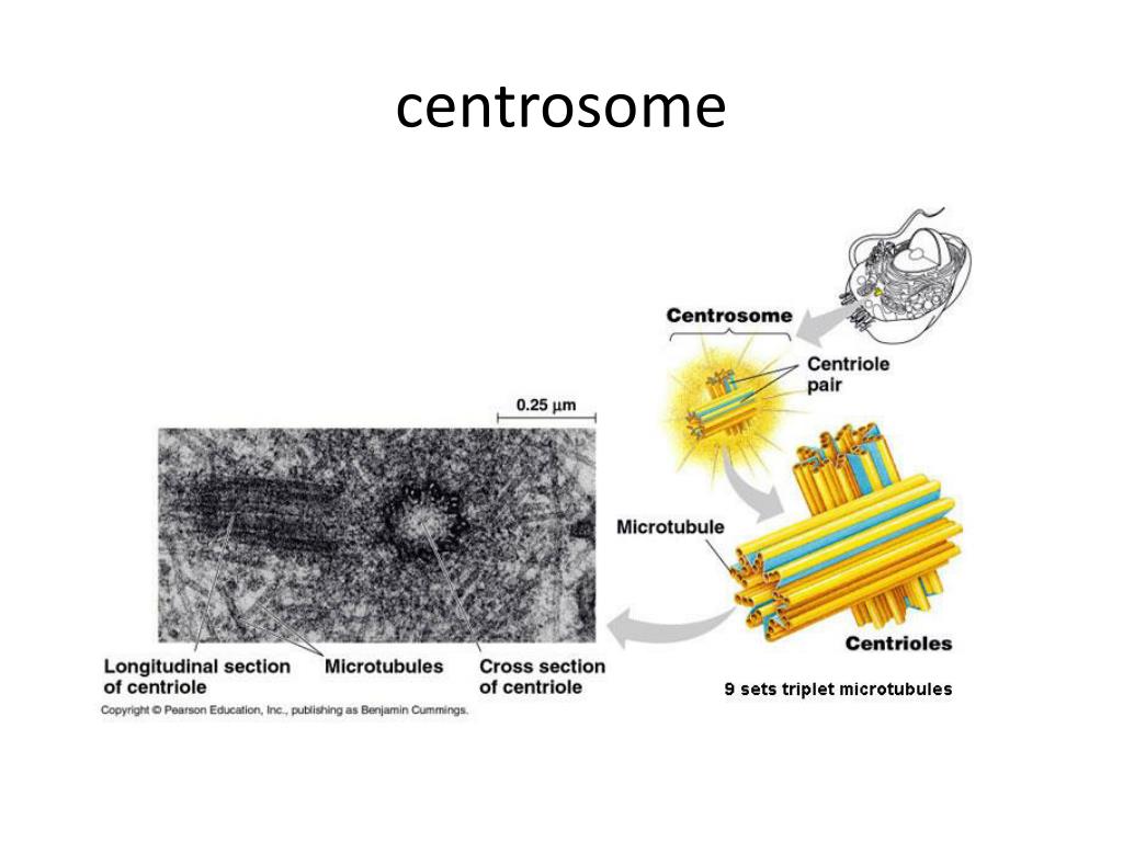 PPT - La transmission de l’information génétique (1) PowerPoint ...