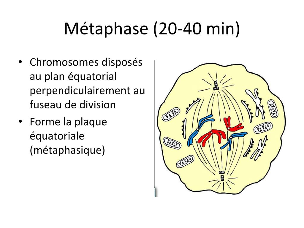 PPT - La transmission de l’information génétique (1) PowerPoint ...