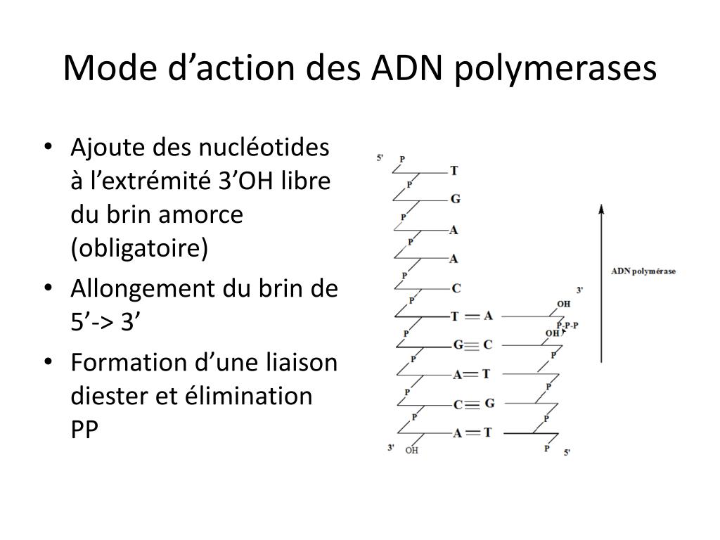 PPT - La transmission de l’information génétique (1) PowerPoint ...