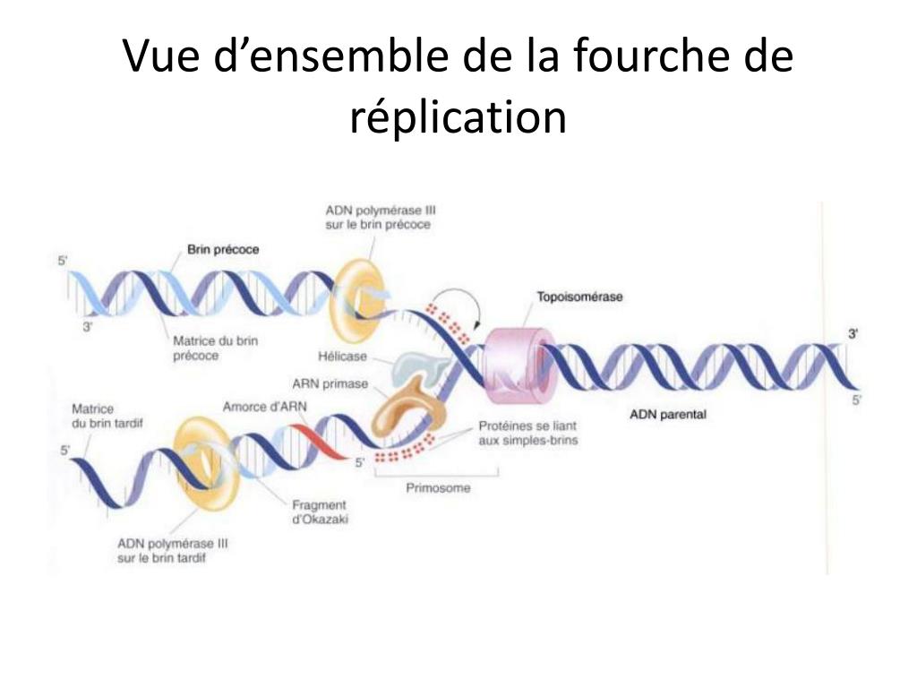 PPT - La transmission de l’information génétique (1) PowerPoint ...