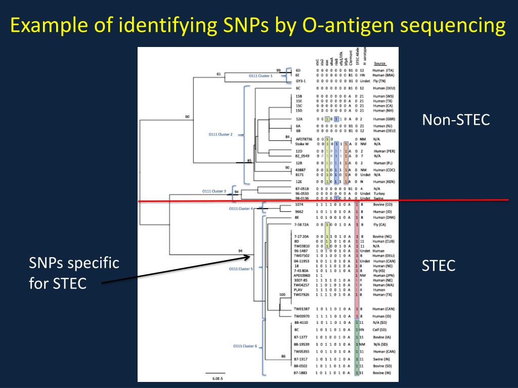 PPT - Dr. Jim Bono Microbiologist USDA, ARS, US Meat Animal Research ...
