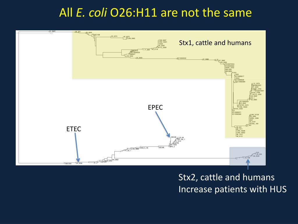PPT - Dr. Jim Bono Microbiologist USDA, ARS, US Meat Animal Research ...
