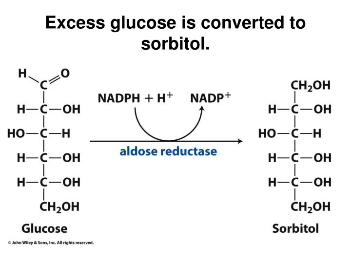 PPT - Lecture Notes for Chapter 19 Regulation of Mammalian Fuel ...