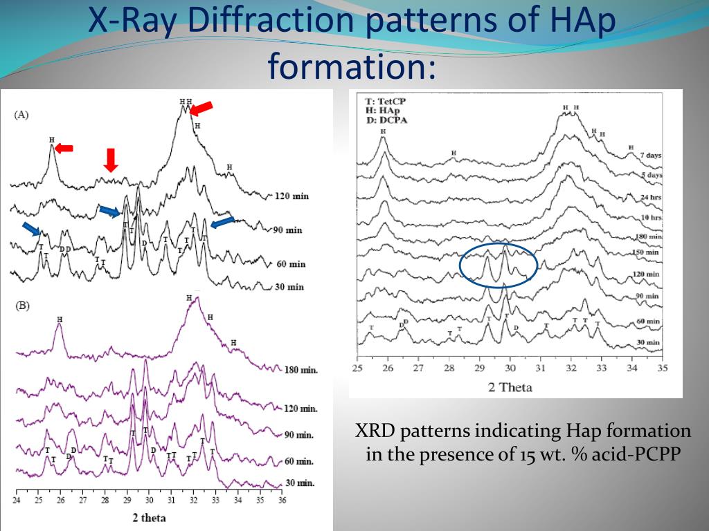PPT - Utilizing Polyphosphazines in Bone Regeneration Studies ...