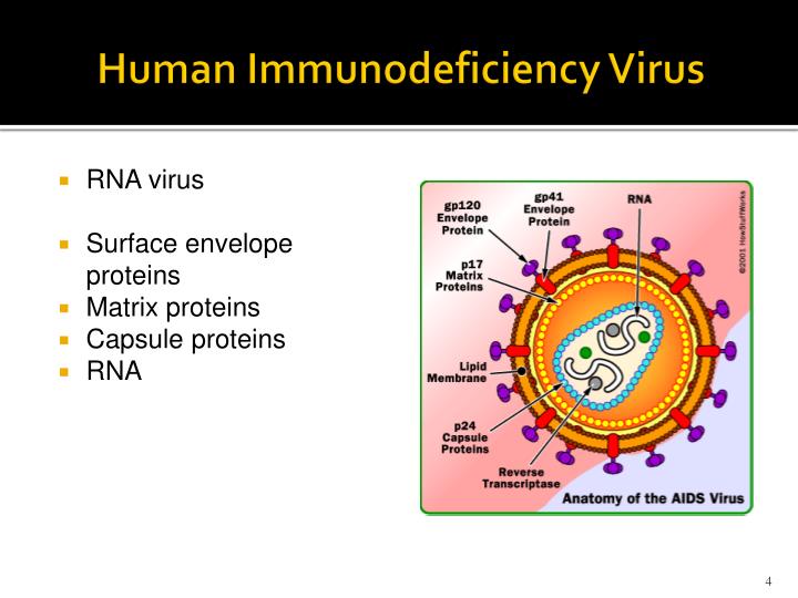 PPT - Diagnosis of HIV Infection PowerPoint Presentation - ID:1984800