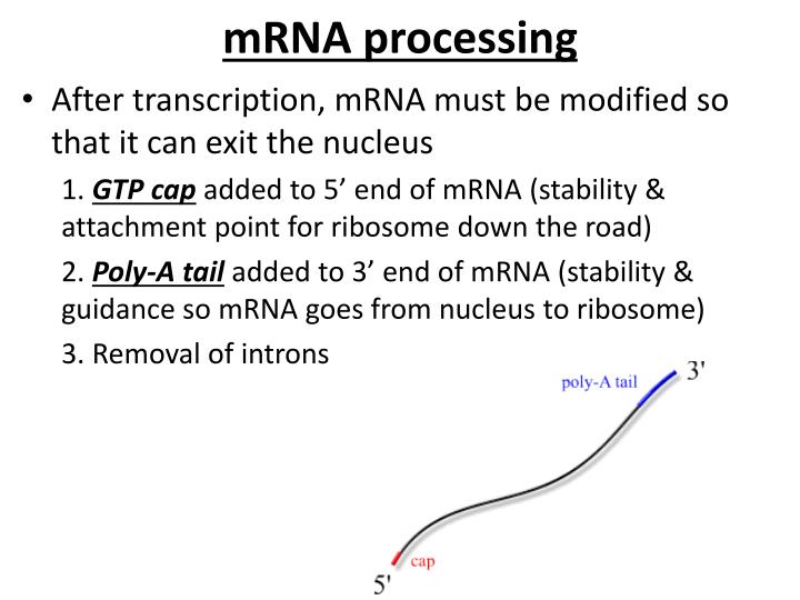 PPT - Protein Synthesis PowerPoint Presentation - ID:1984857