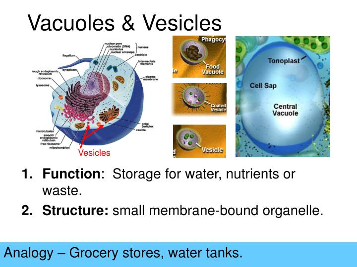 PPT - Cell Organelles PowerPoint Presentation - ID:1984904