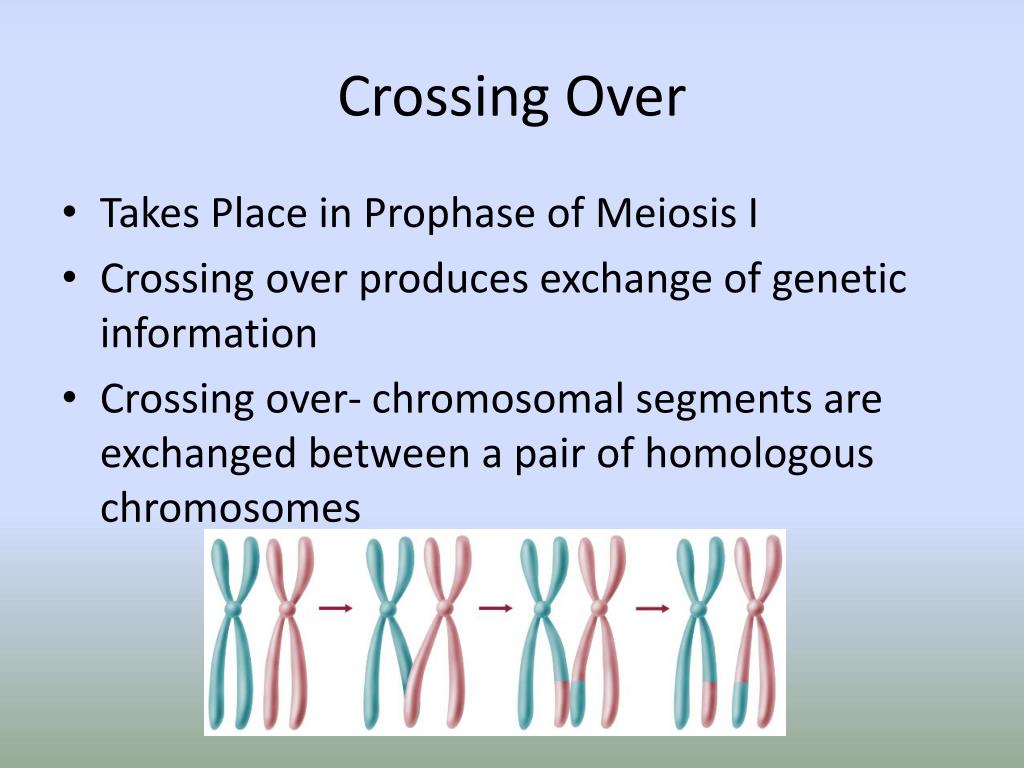 PPT - Cell Growth and Reproduction Mitosis and Meiosis PowerPoint ...