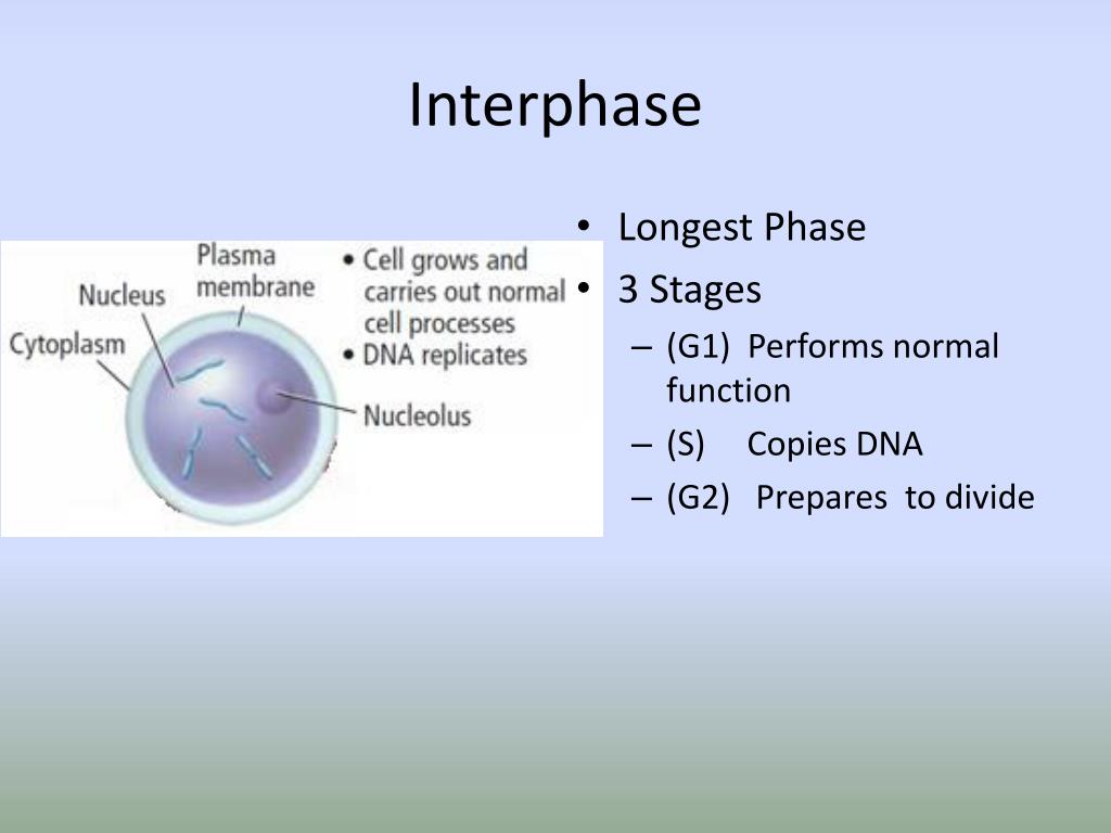 PPT - Cell Growth and Reproduction Mitosis and Meiosis PowerPoint ...