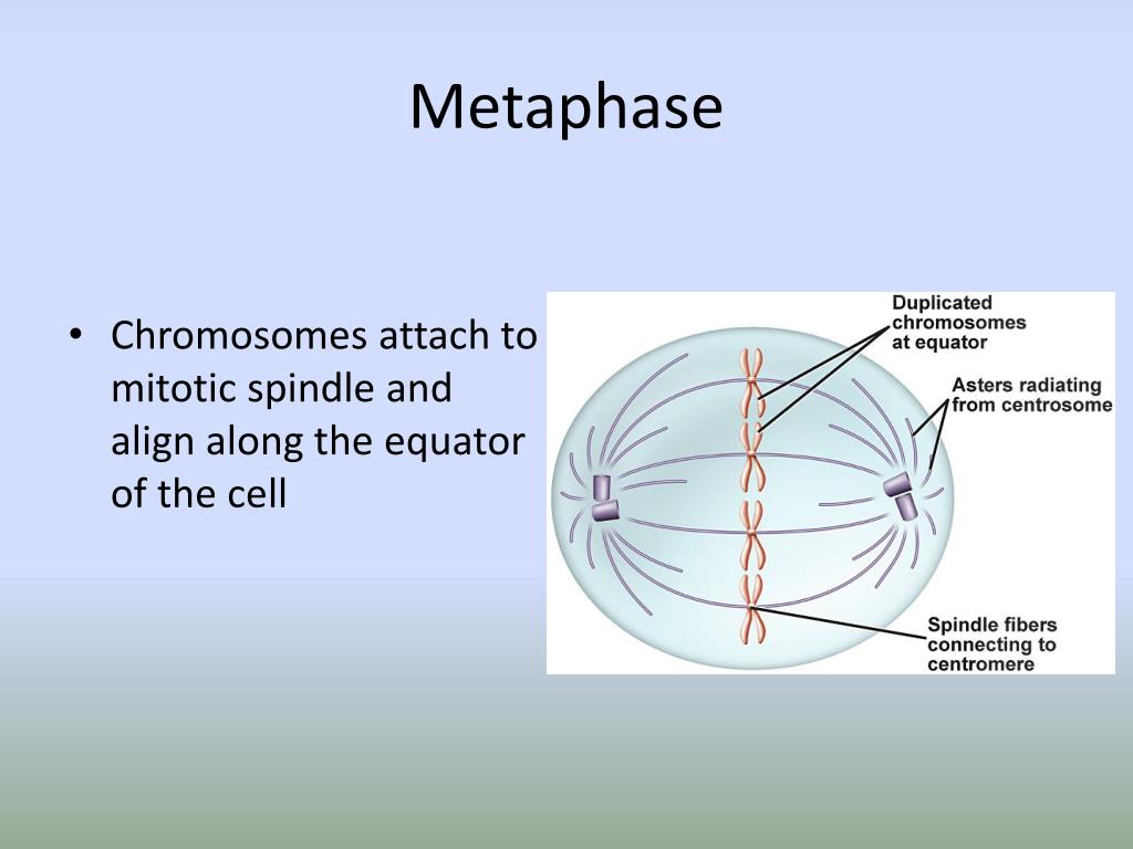 PPT - Cell Growth and Reproduction Mitosis and Meiosis PowerPoint ...