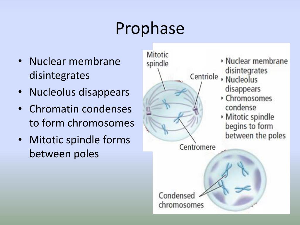 PPT - Cell Growth and Reproduction Mitosis and Meiosis PowerPoint ...
