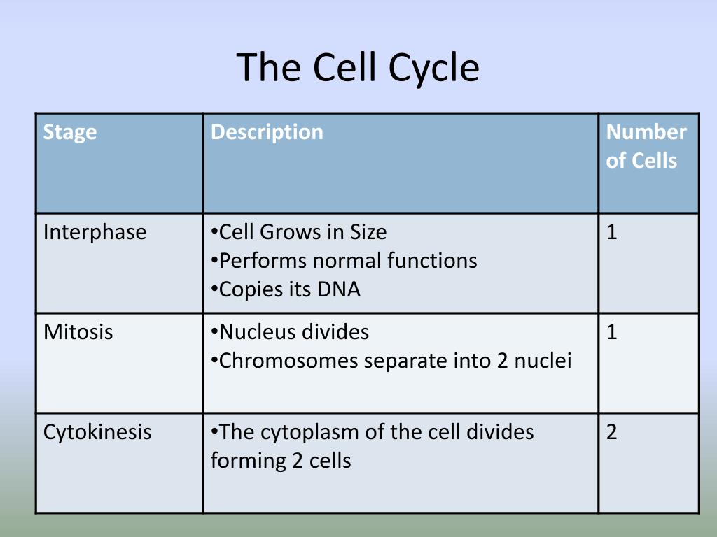 PPT - Cell Growth and Reproduction Mitosis and Meiosis PowerPoint ...