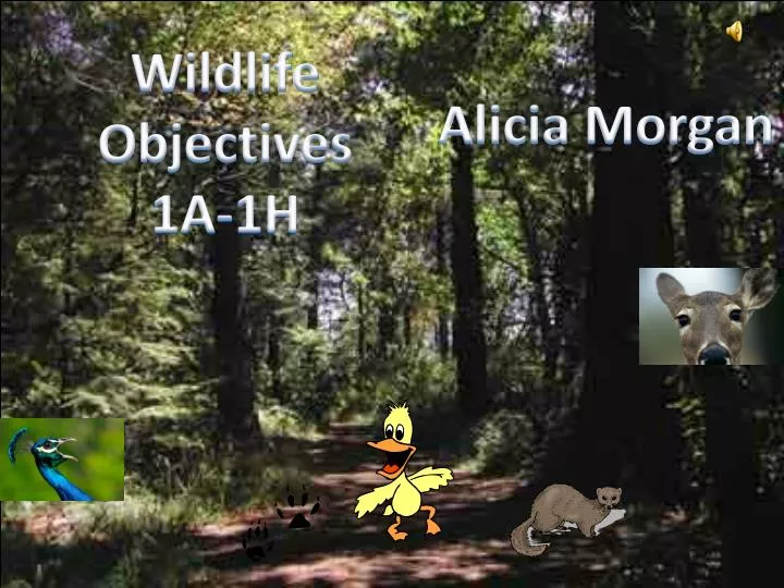 PPT - Wildlife Objectives 1A-1H PowerPoint Presentation, free download ...