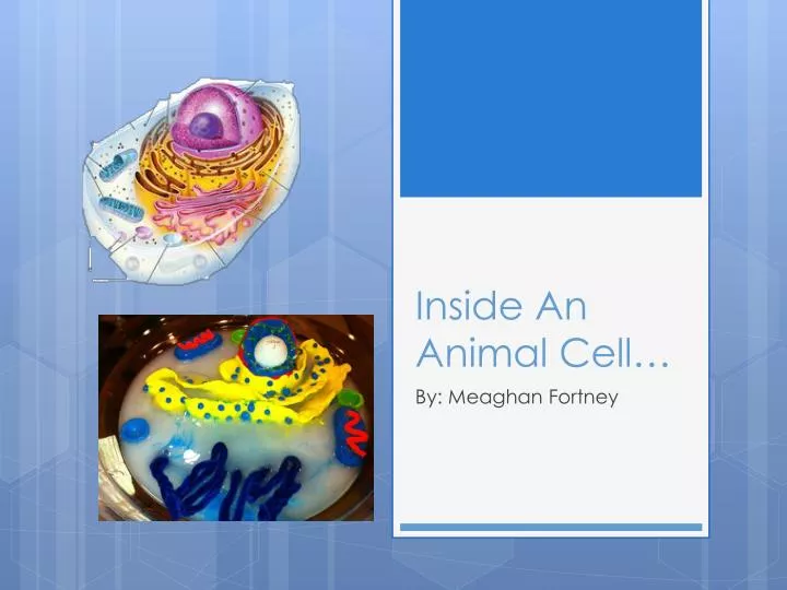 PPT - Inside An Animal Cell… PowerPoint Presentation, free download ...