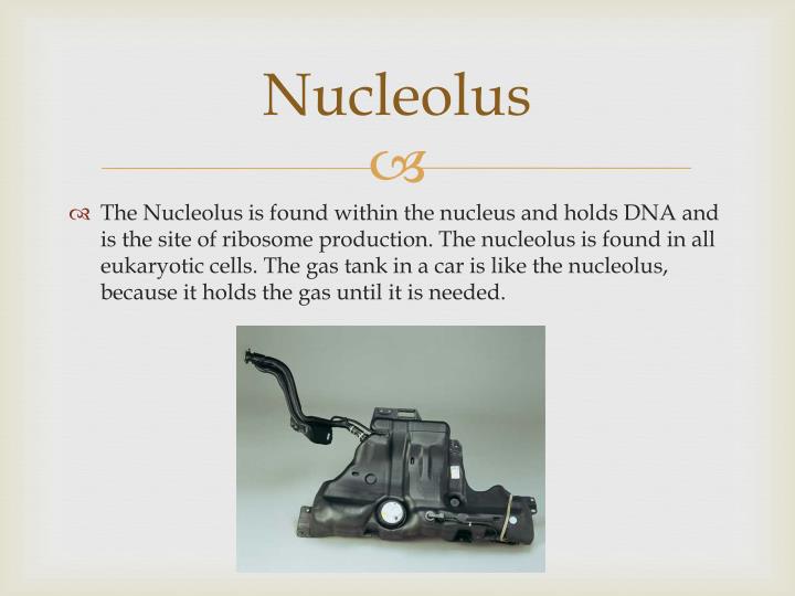 PPT - Cell to Car Analogy PowerPoint Presentation - ID:1985518