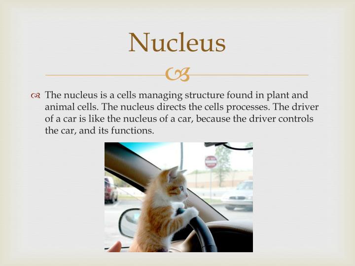 PPT - Cell to Car Analogy PowerPoint Presentation - ID:1985518