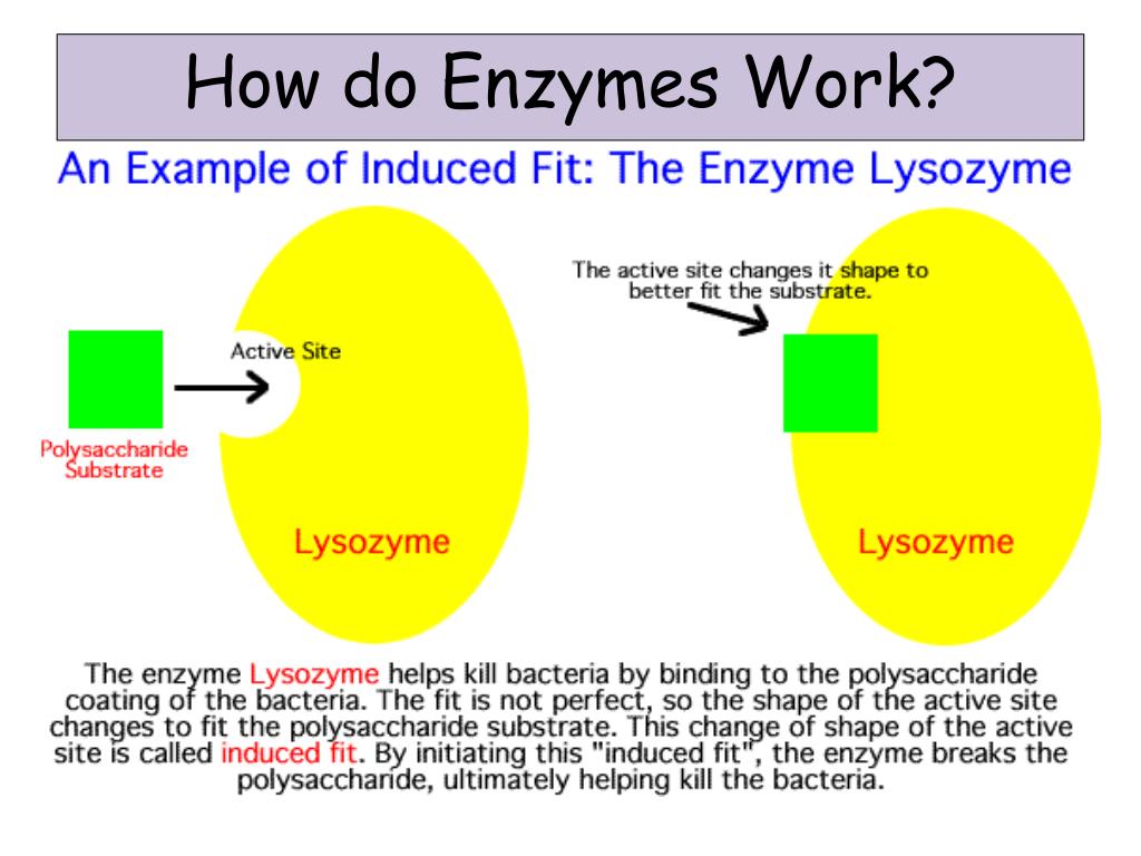 PPT - Section 3 Lesson 1 – Catalysis PowerPoint Presentation, free ... PPT - Section 3 Lesson 1 – Catalysis PowerPoint Presentation, free ...